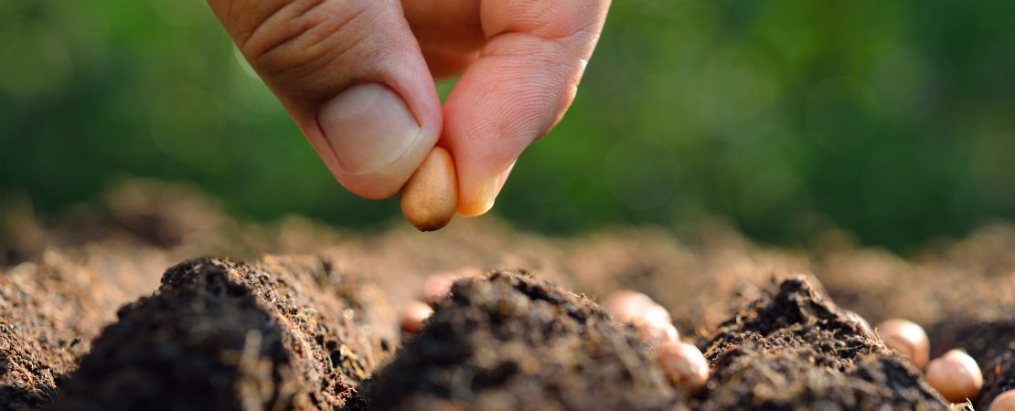 How to Direct Sow Seeds Outdoors: Timing, Soil Prep, and Key Sowing Me ...
