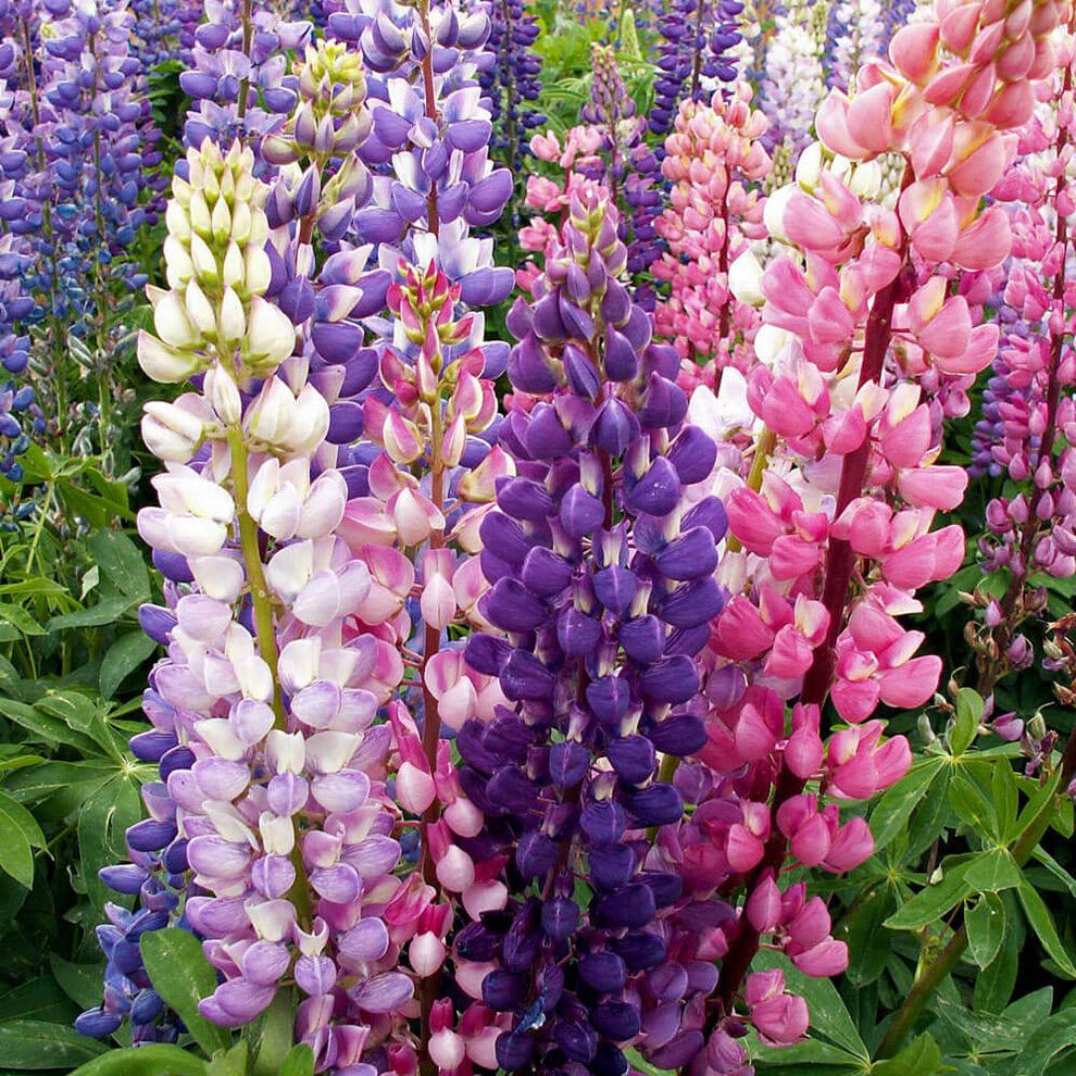 Russell Lupine Seeds – Park Seed