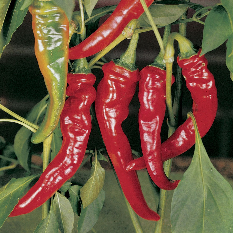 Long Red Slim Cayenne Pepper Seeds – Park Seed