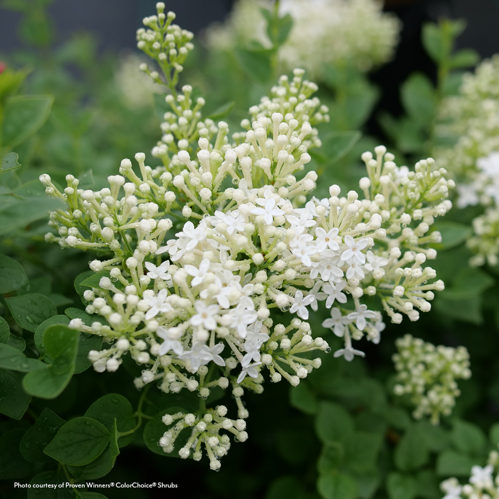 Syringa Bloomerang Showmound® Reblooming Lilac – Park Seed