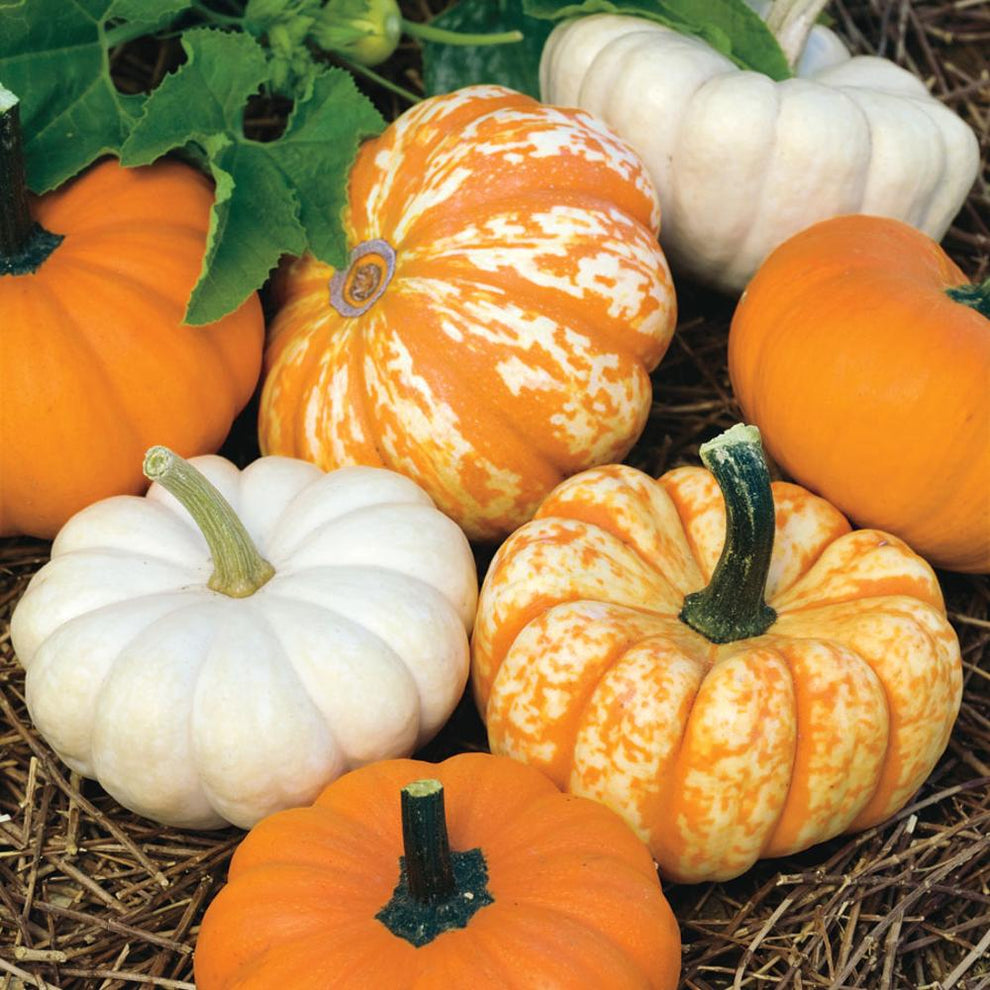 Mini Harvest Blend Pumpkin Seeds – Park Seed