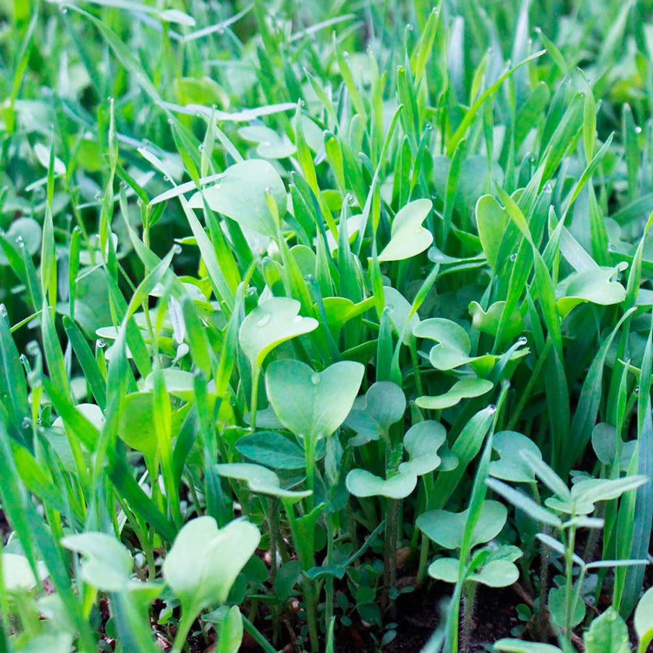 Cover Crop Seeds for Sale – Park Seed