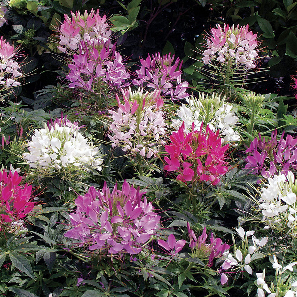 Sparkler™ 2.0 Mix Spider Flower Seeds – Park Seed