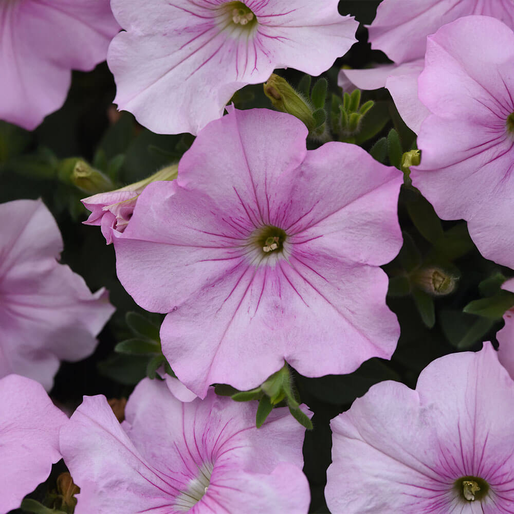 Easy Wave® Pink Pearl Petunia Seeds – Park Seed