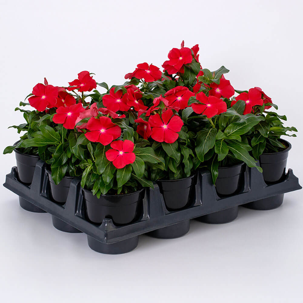 Cora® XDR Red Glow Vinca Seeds – Park Seed