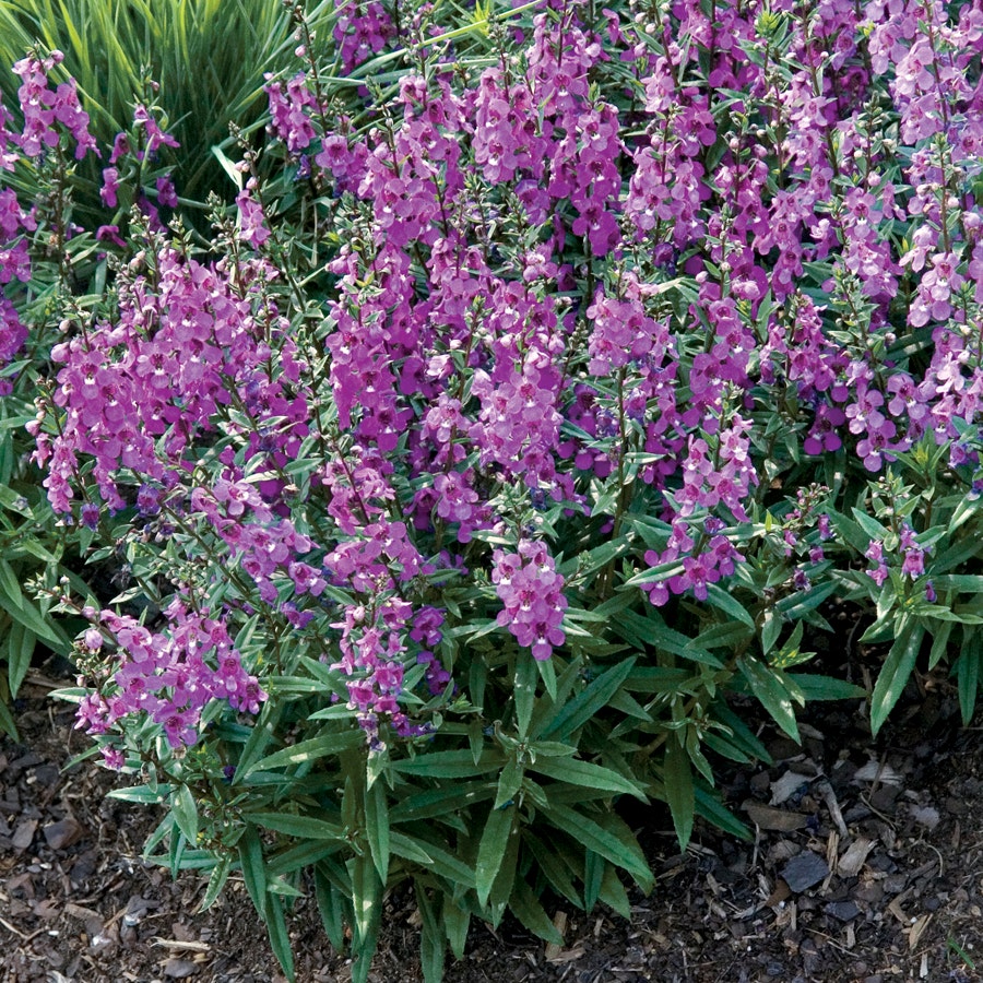 Serena® Purple Angelonia Seeds – Park Seed
