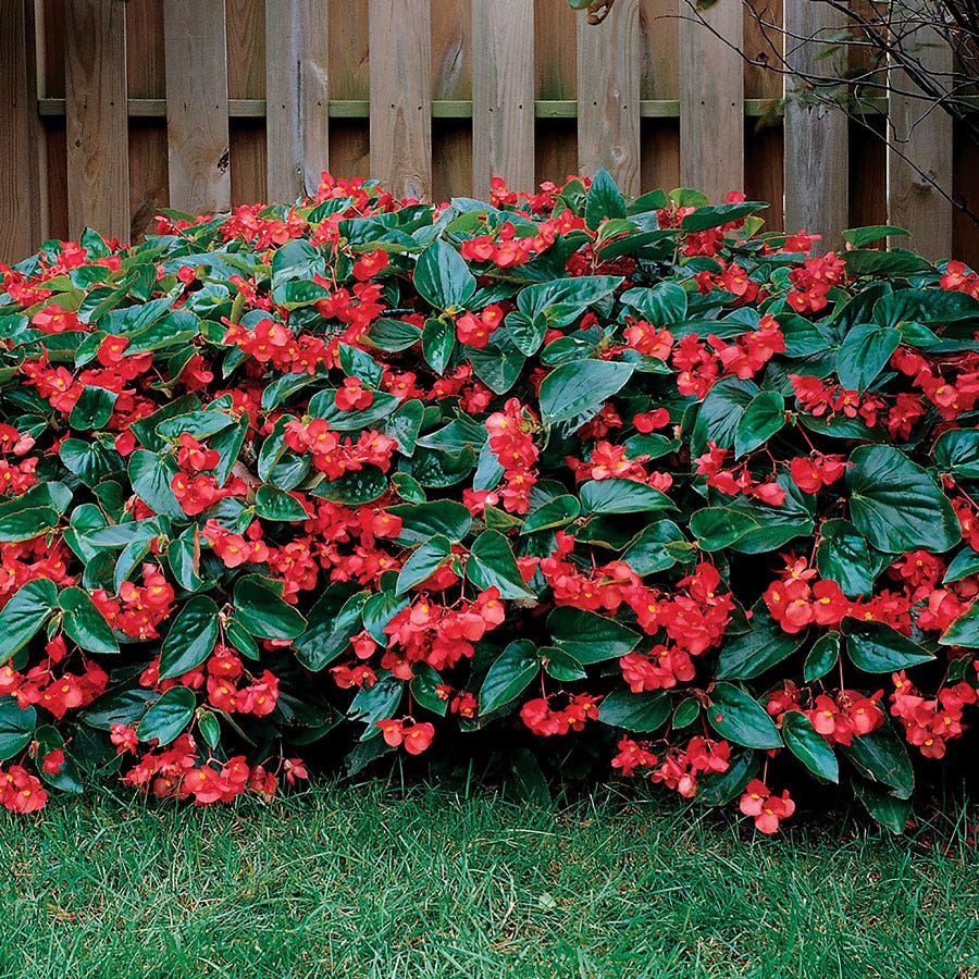Dragon Wing® Red Begonia Seeds – Park Seed