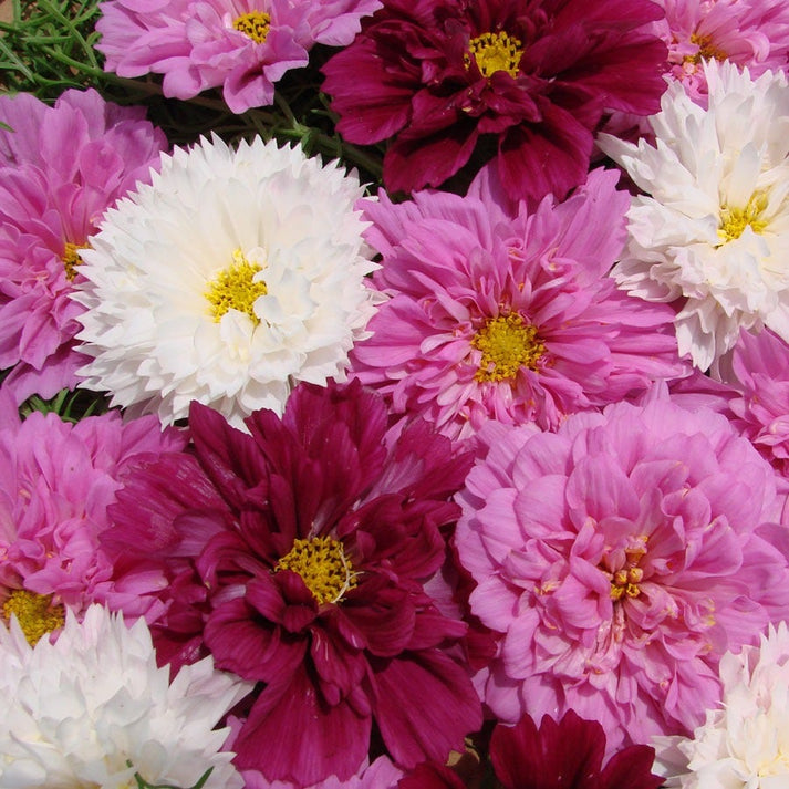 Double Click Mix Cosmos Flower Seeds – Park Seed