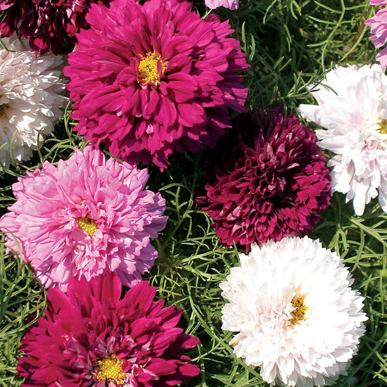 Double Click Mix Cosmos Flower Seeds – Park Seed