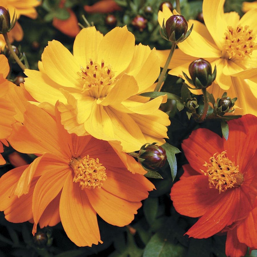 Cosmic Mix Cosmos Seeds – Park Seed