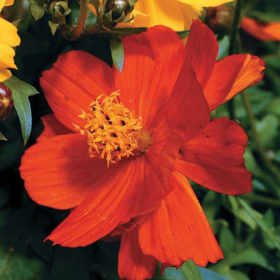 Cosmic Red Cosmos Seeds – Park Seed