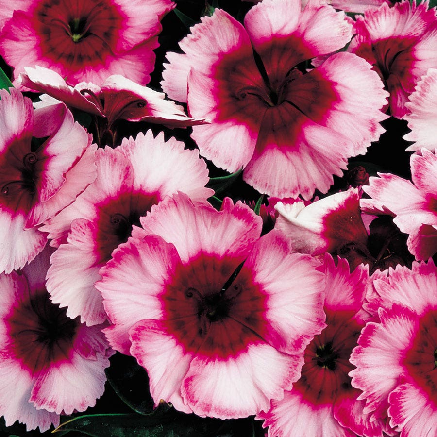Super Parfait™ Raspberry Hybrid Dianthus Seeds – Park Seed