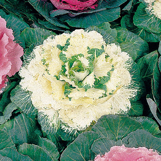 Color Up White Hybrid Ornamental Cabbage Seeds – Park Seed