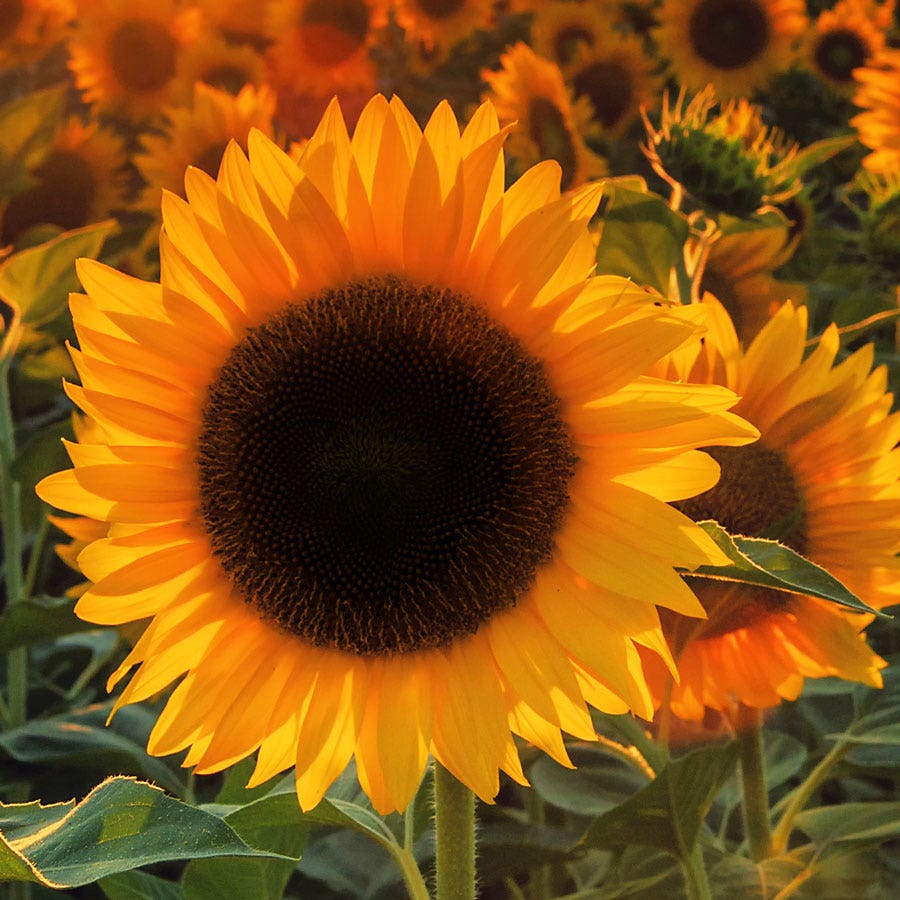 ProCut® Orange Hybrid F1 Sunflower Seeds – Park Seed