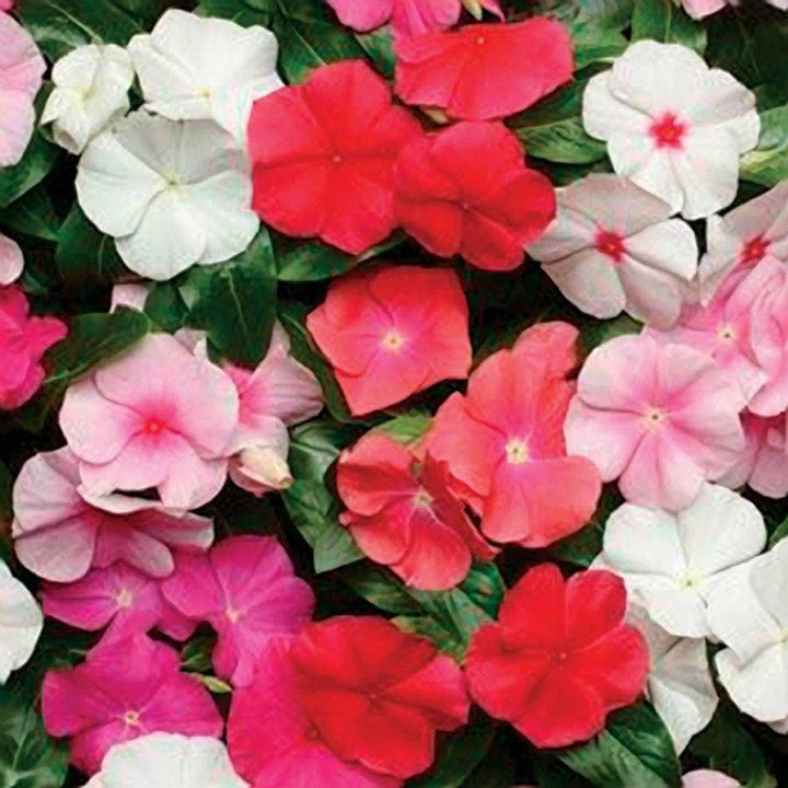 Vinca Seeds | 100% Non-GMO & Heirloom Varieties – Park Seed