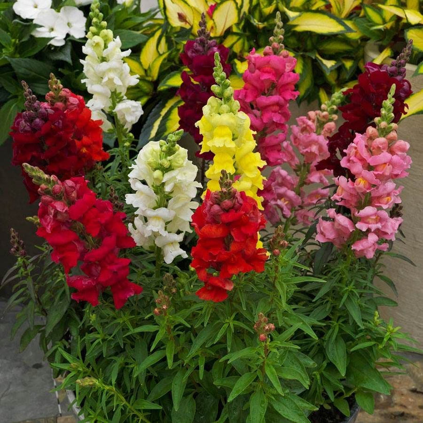 Sonnet Mix Snapdragon Seeds – Park Seed