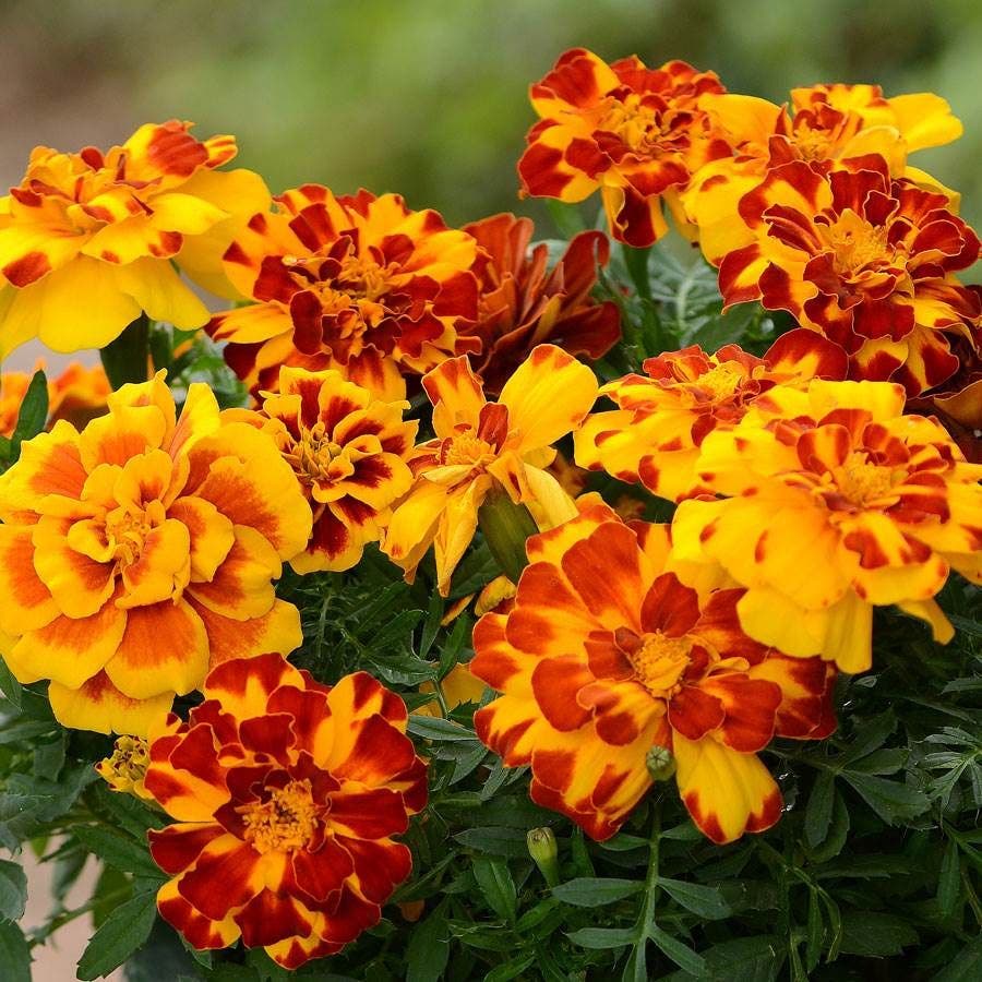 Durango® Mixture French Marigold Seeds – Park Seed