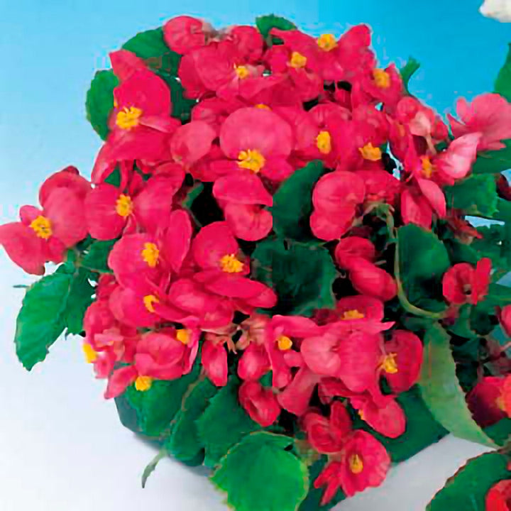 Begonia Seeds | Shop 30+ Varieties – Park Seed