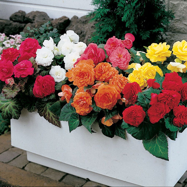 Begonia Seeds | Shop 30+ Varieties – Park Seed