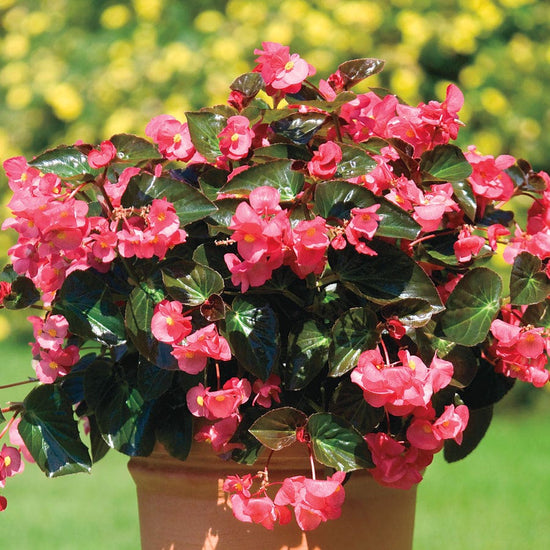 BIG™ Rose with Bronze Leaf Begonia Seeds – Park Seed