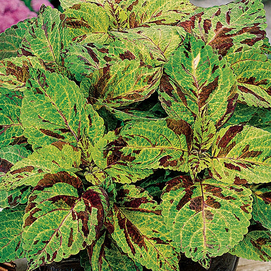 Wizard® Mosaic Coleus Seeds – Park Seed