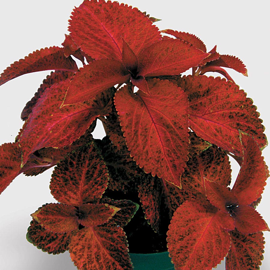 Wizard® Sunset Coleus Seeds – Park Seed