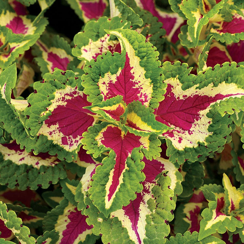 Wizard® Rose Coleus Seeds – Park Seed