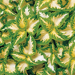 Wizard® Jade Coleus Seeds – Park Seed