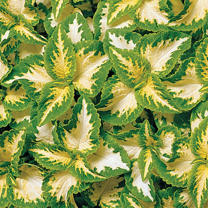 Coleus Seeds | Shop 20+ Varieties | 100% Non-GMO – Park Seed