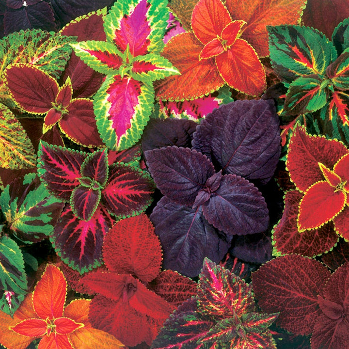 Coleus Seeds | Shop 20+ Varieties | 100% Non-GMO – Park Seed