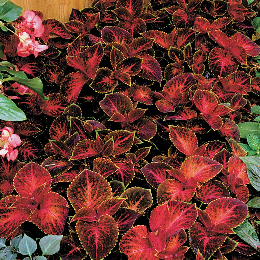 Wizard® Velvet Red Coleus Seeds – Park Seed