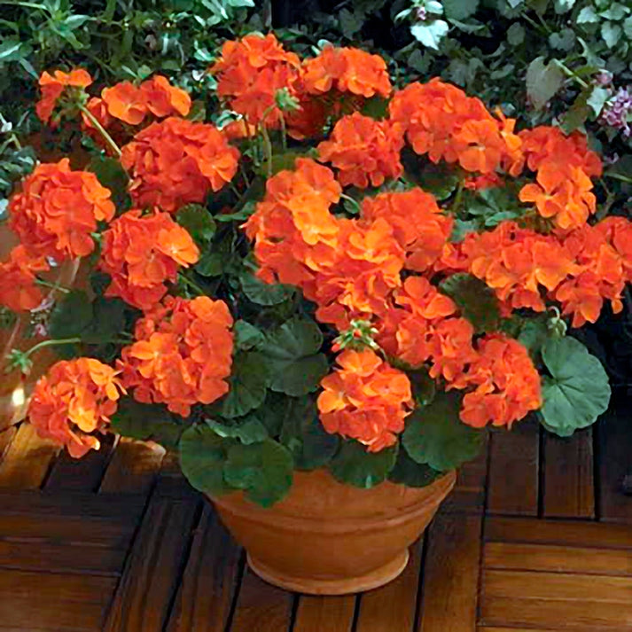 Maverick™ Orange Geranium Seeds – Park Seed