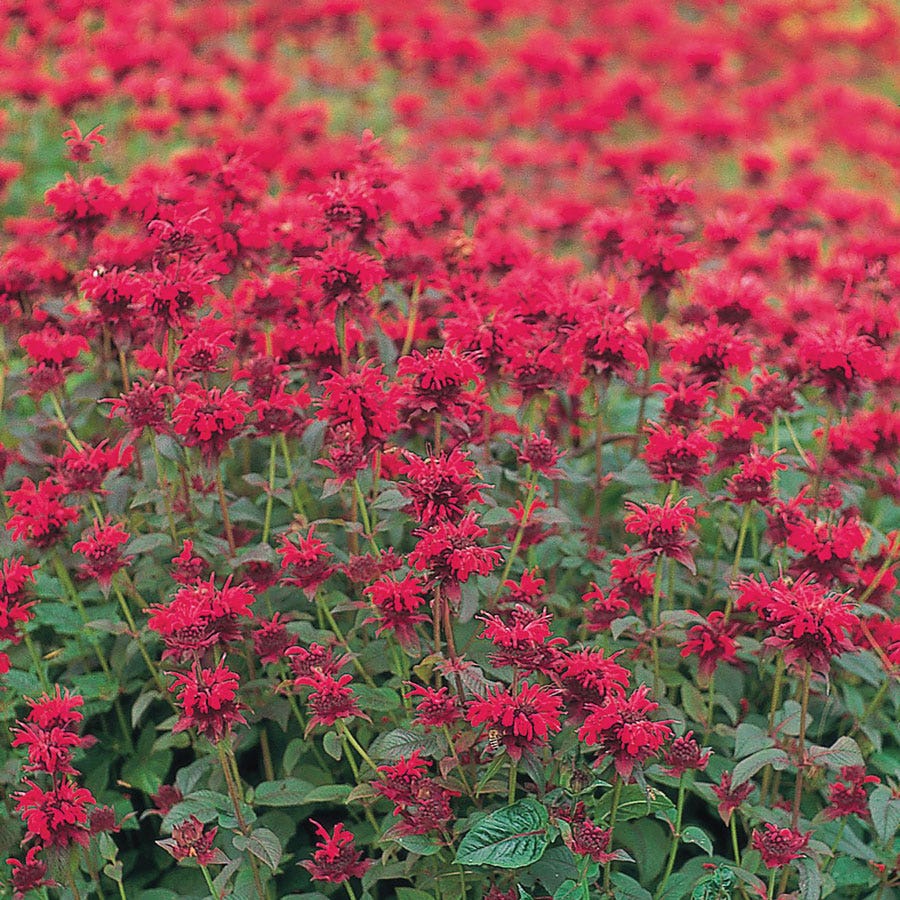 Panorama Red Shades Monarda Seeds – Park Seed