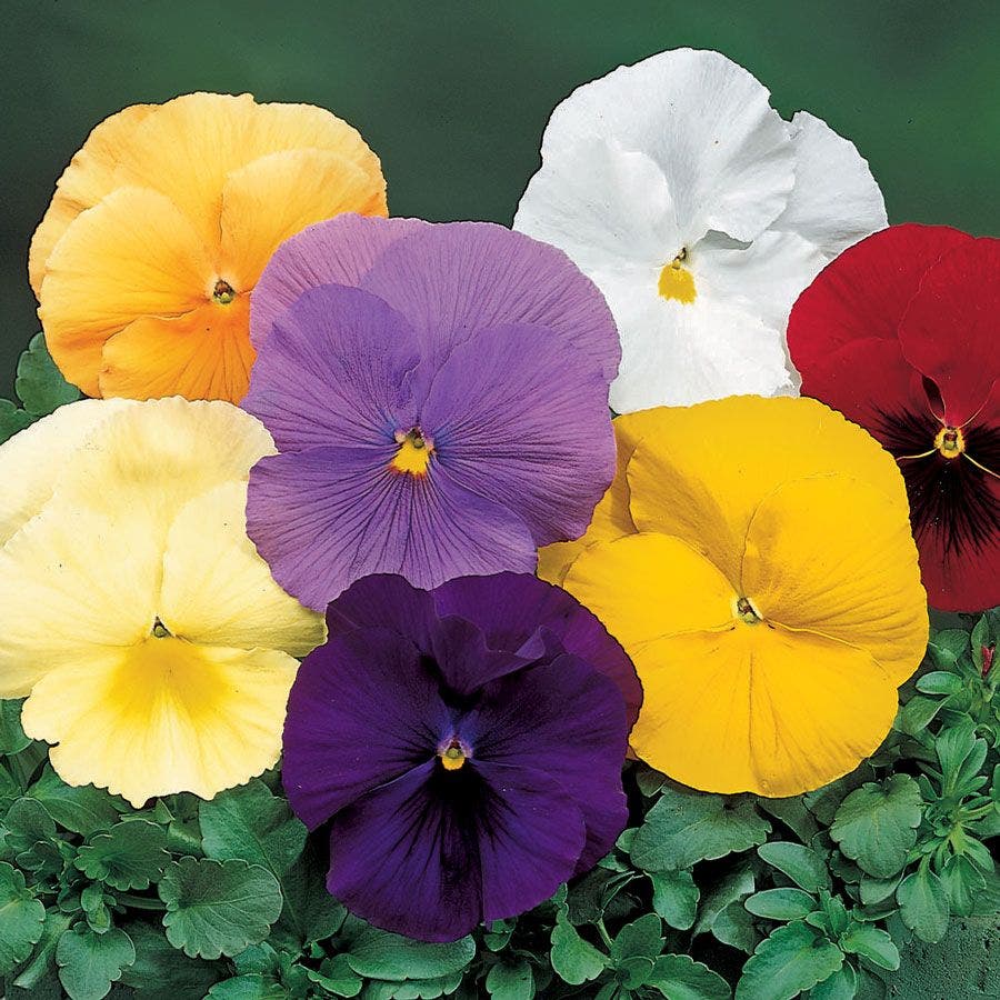 Delta Pure Colors Mix Pansy Seeds – Park Seed