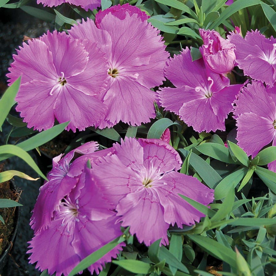 Diana Blueberry Dianthus Seeds – Park Seed