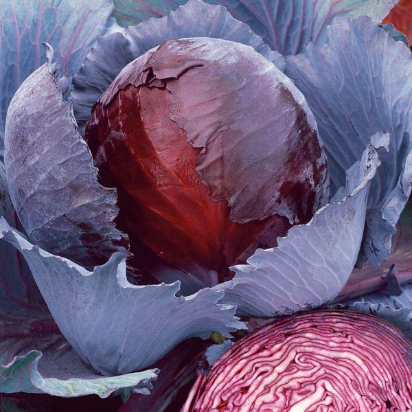Red Express Purple/Red Cabbage Seeds – Park Seed