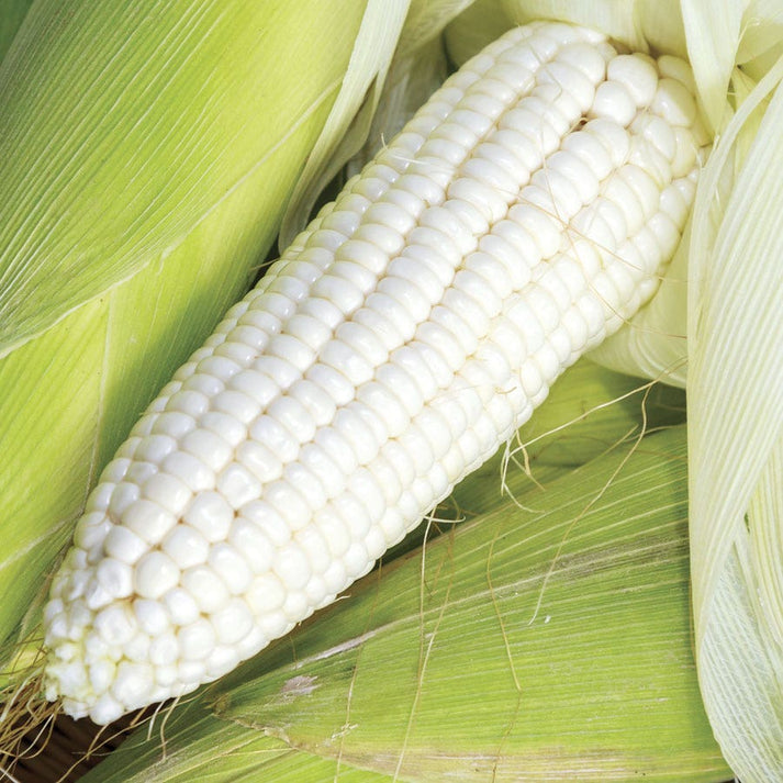 Silver Queen Hybrid Sweet Corn Seeds – Park Seed