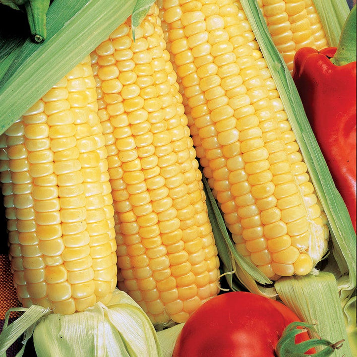 Corn Seeds | Sweet, Heirloom & 100% Non- GMO – Park Seed