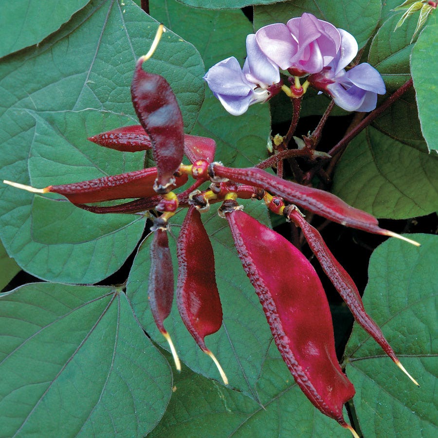 Hyacinth Bean Seeds – Park Seed