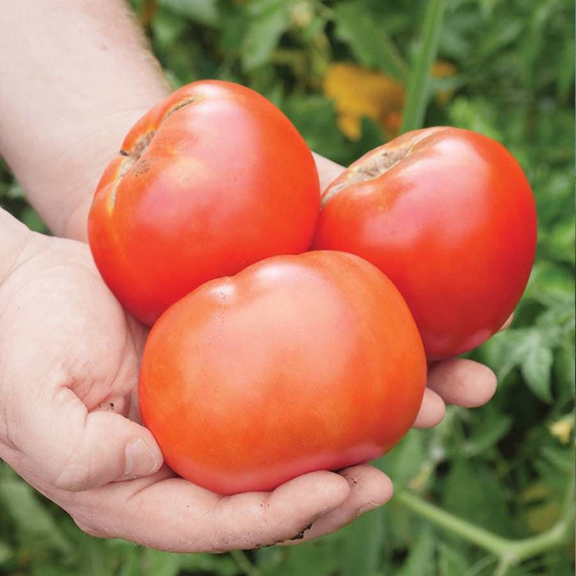 Park's Whopper CR Improved Hybrid Tomato Seeds – Park Seed