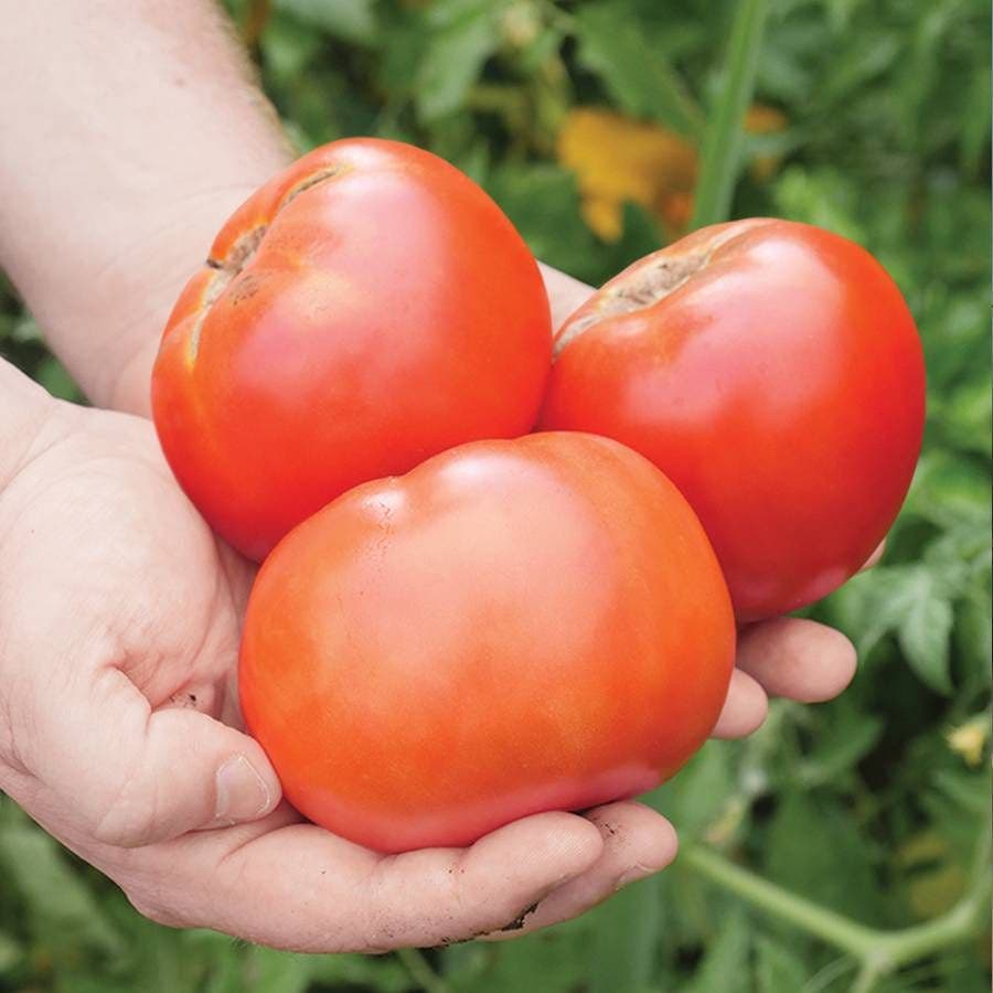 Park's Whopper CR Improved Hybrid Tomato Seeds – Park Seed