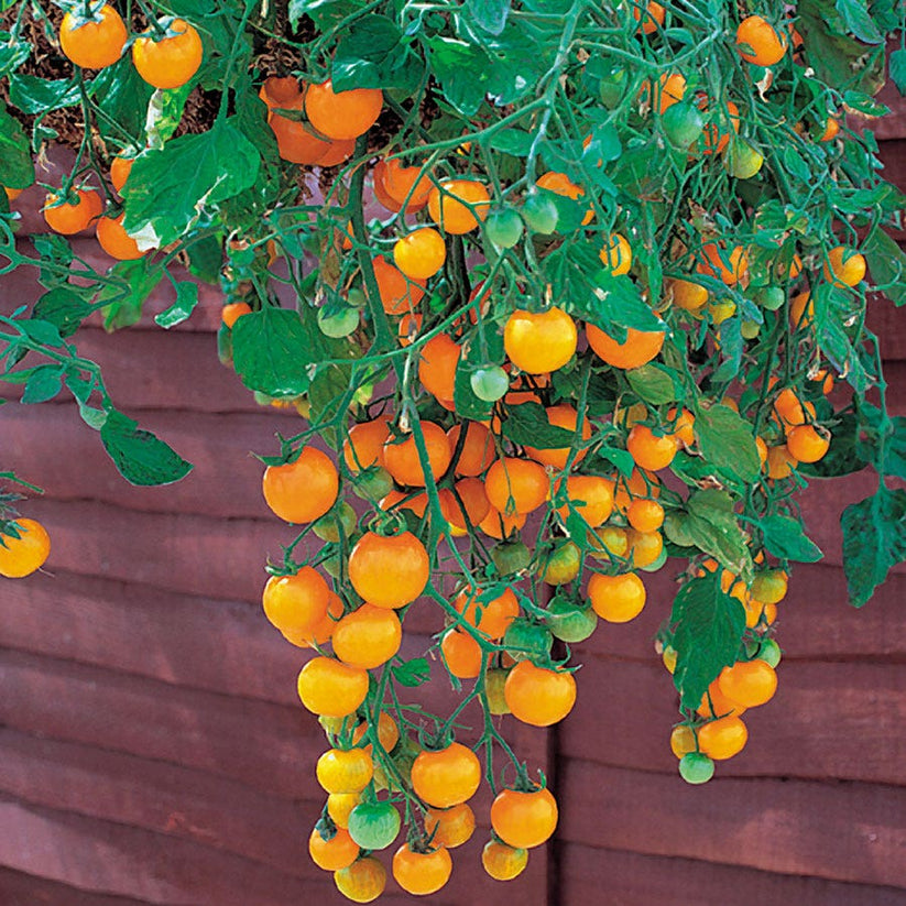 Tumbling Tom Yellow Tomato Seeds – Park Seed