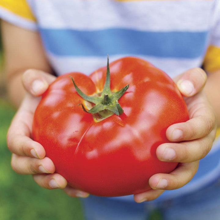 AAS Winner Tomato Seeds – Park Seed