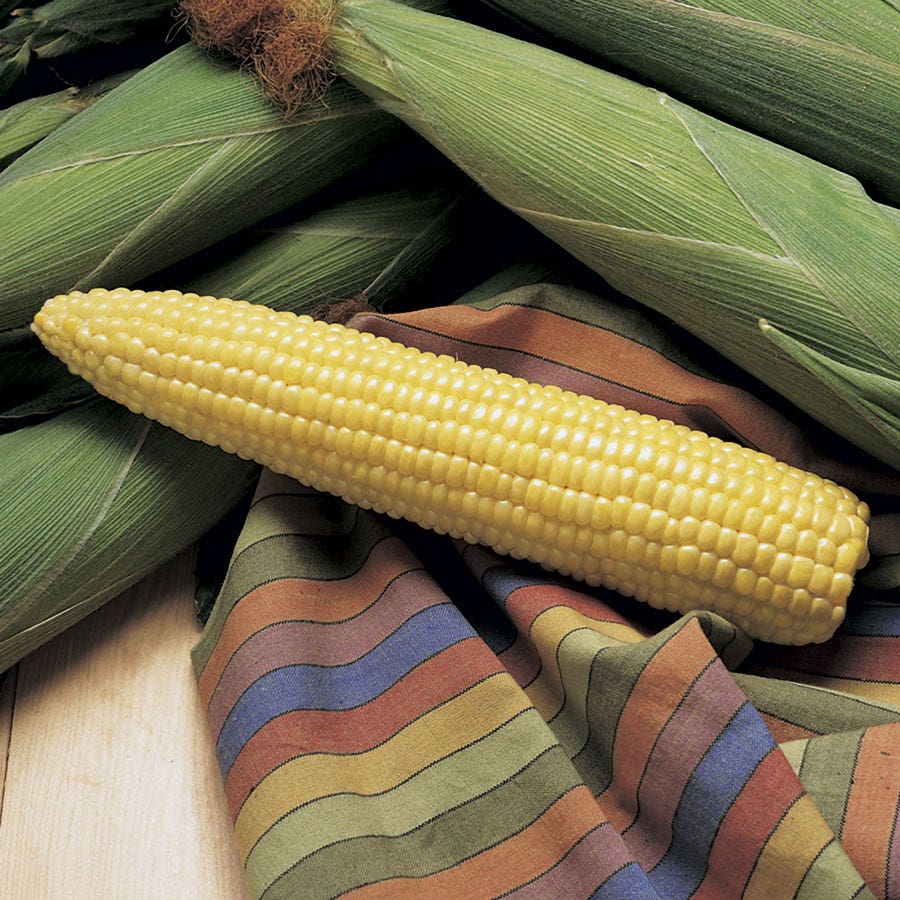 Honey Select TripleSweet™ Hybrid Sweet Corn Seeds – Park Seed