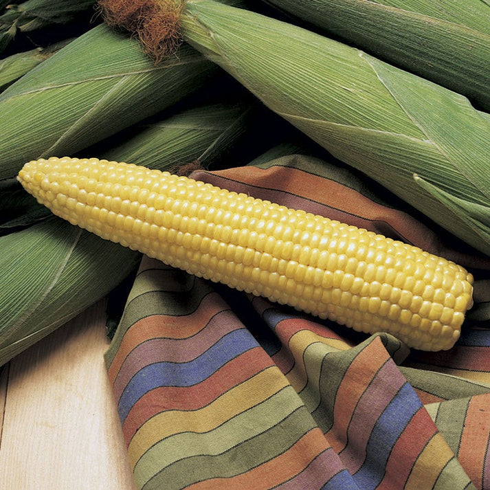 Honey Select TripleSweet™ Hybrid Sweet Corn Seeds – Park Seed