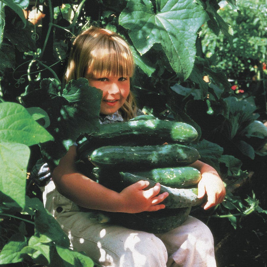 Sweet Success Hybrid Cucumber Seeds – Park Seed