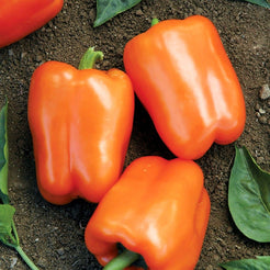 Orange Blaze Hybrid Pepper Seeds – Park Seed