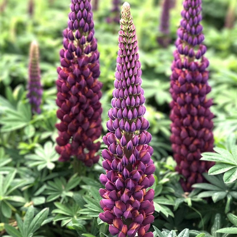 Westcountry™ Masterpiece Lupine – Park Seed