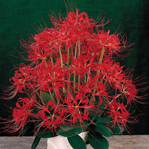 Lycoris radiata (Red Spider Lily) Bulb – Park Seed