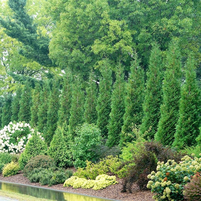 Thuja Full Speed A Hedge® 'American Pillar' – Park Seed